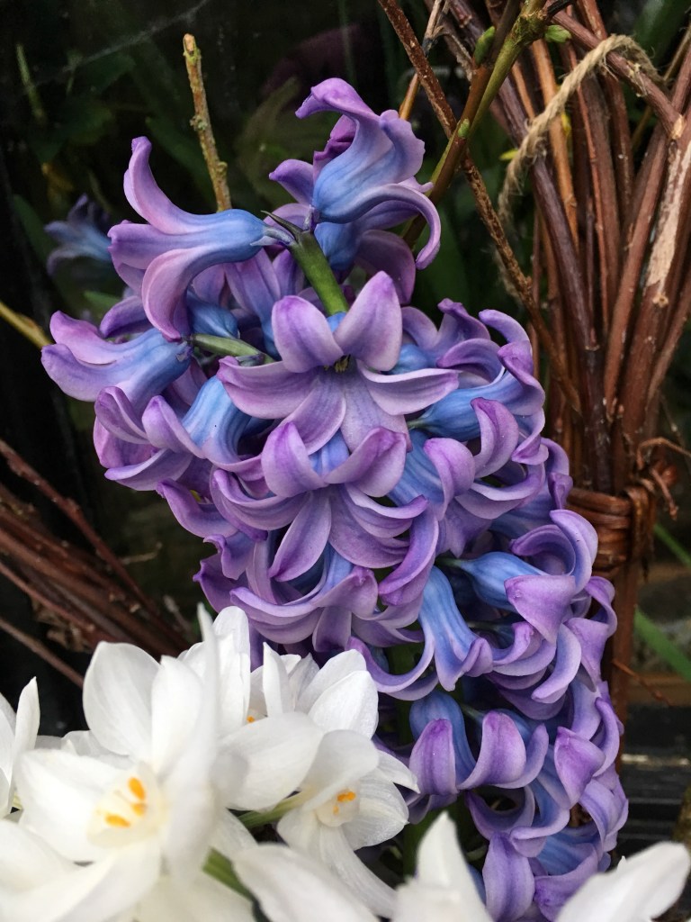 How to Plant Prepared Hyacinths. Fairy Lights for the Greenhouse- and ...