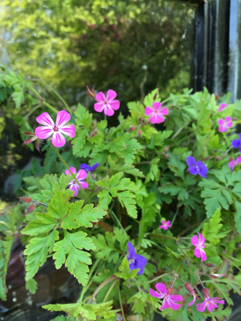 Weeds. Geranium robertianum | Bramble Garden