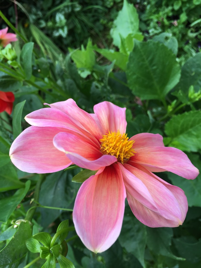Winner of Dahlias book by Naomi Slade | Bramble Garden