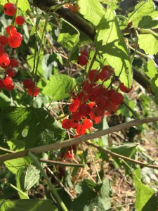 Summer fruit harvest and making garden jam | Bramble Garden