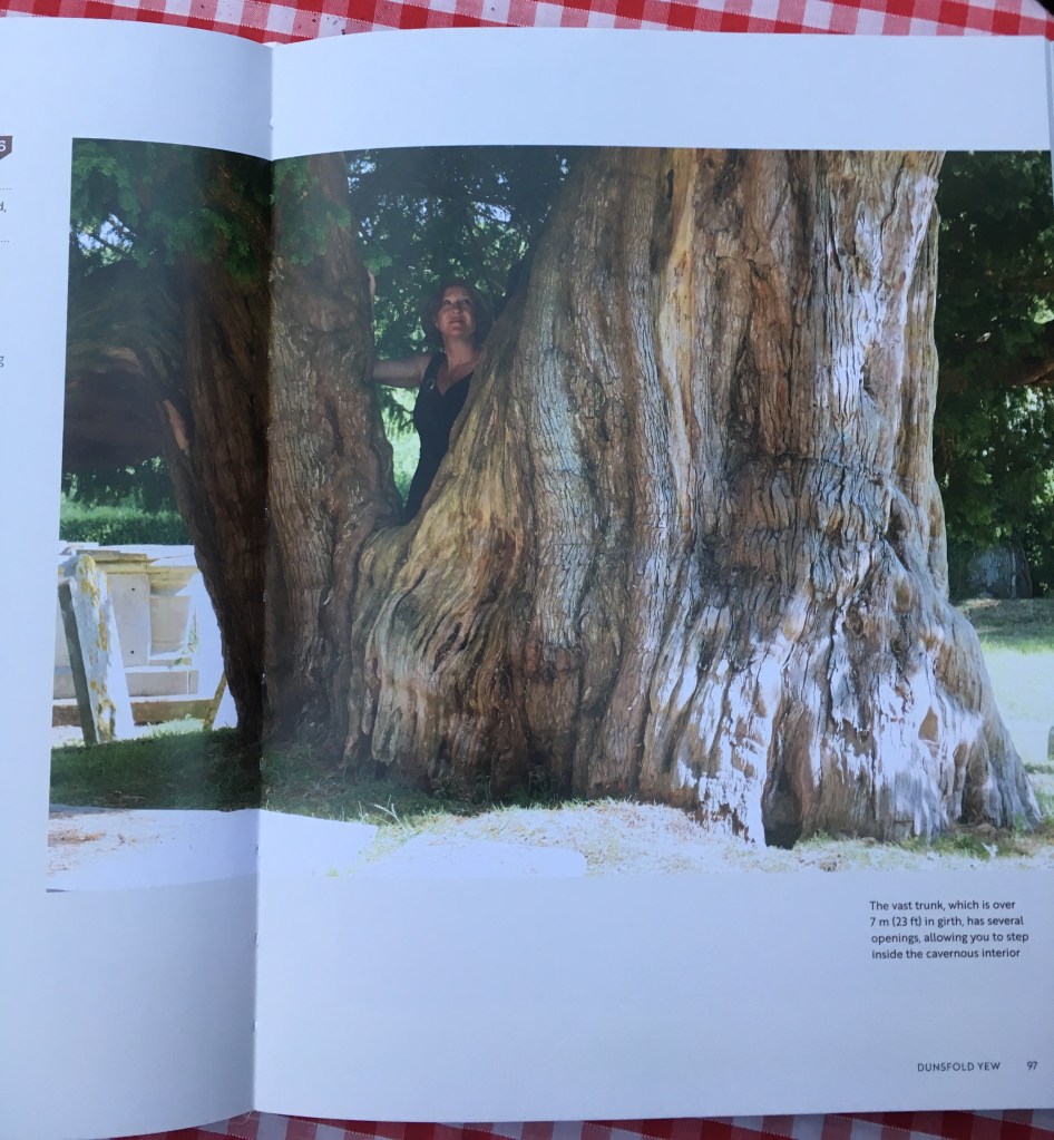 The Immortal Yew- Book Review | Bramble Garden