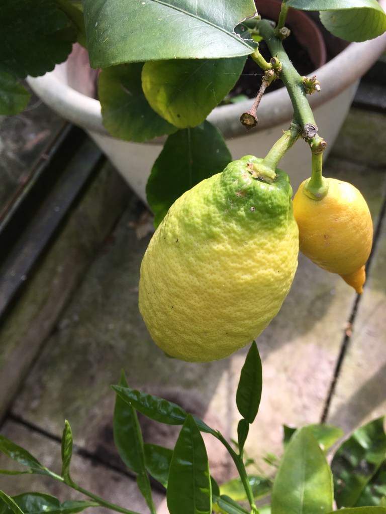 Lemon Crunch Triangles – family Favourite recipes | Bramble Garden