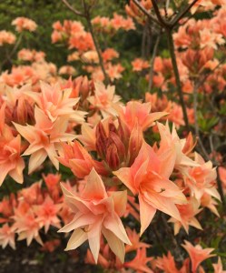 Borde Hill Garden | Bramble Garden