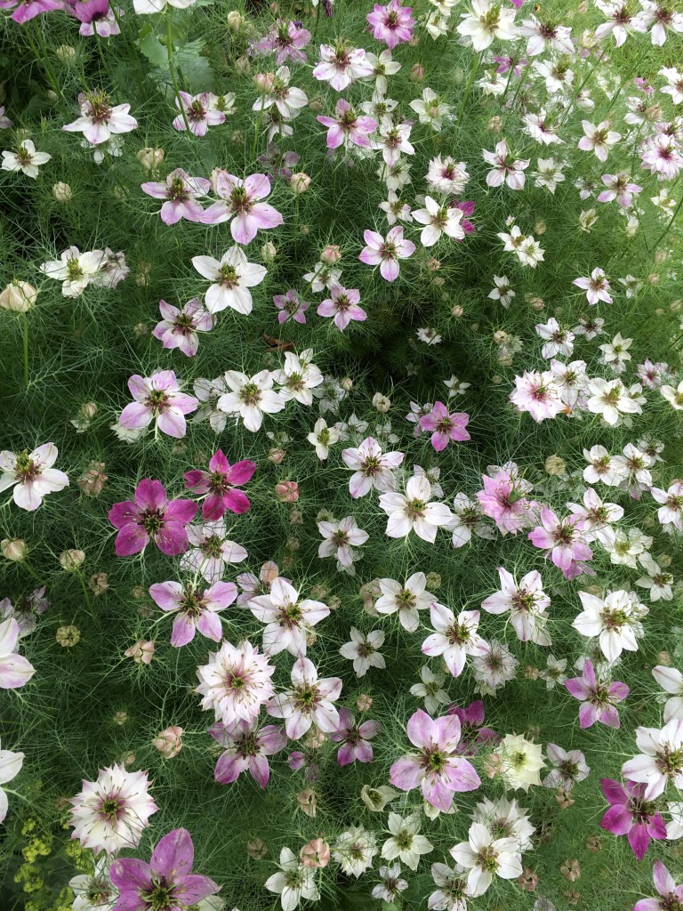 NGS Garden Visit- Oak Tree House | Bramble Garden