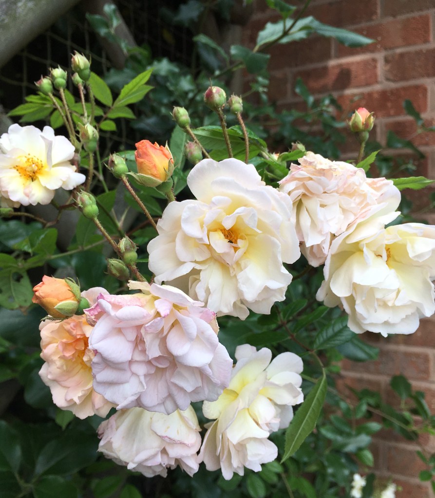 Favourite Roses – Desprez a Fleur Jaune | Bramble Garden