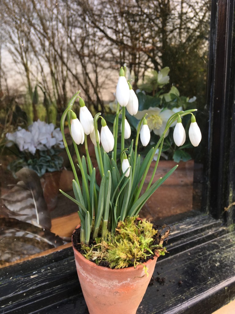Six on Saturday – a celebration of snowdrops in my garden- 29th ...