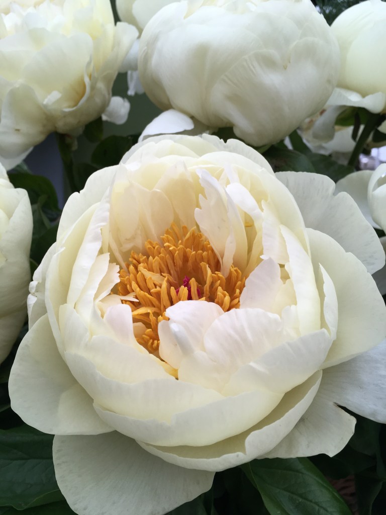 In a Vase on Monday – revisiting RHS Chelsea Flower Show. | Bramble Garden