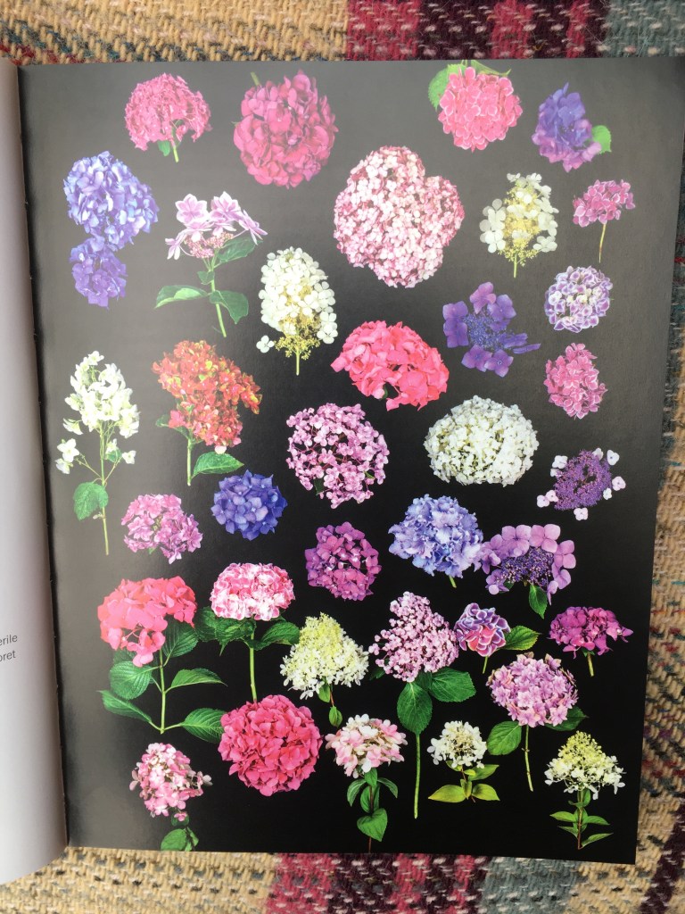 Hydrangeas Book Winner….. | Bramble Garden