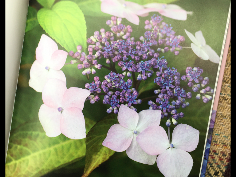 Hydrangeas – book review and 1 copy to give away | Bramble Garden
