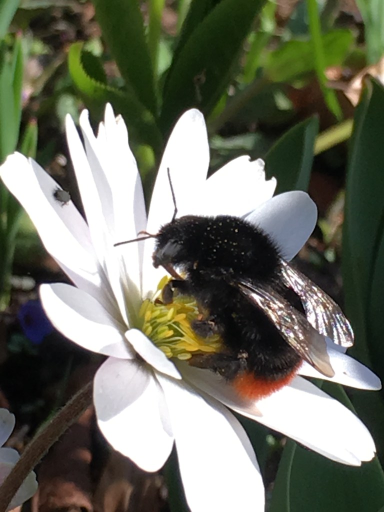 Lemon Crunch Triangles Recipe | Bramble Garden