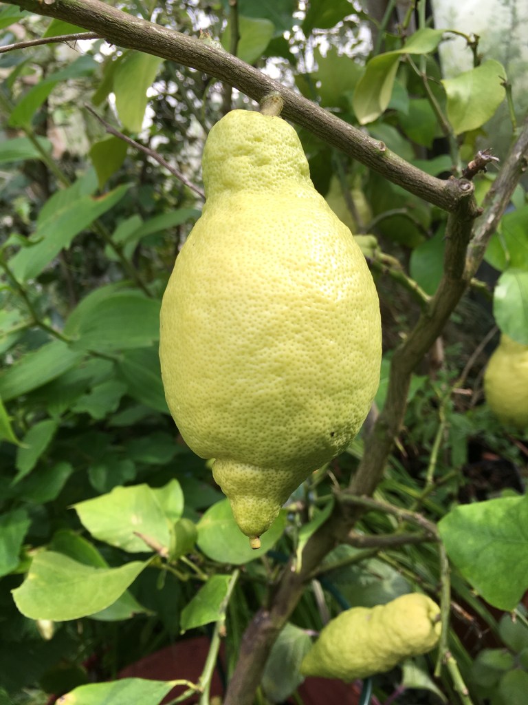 Lemon Crunch Triangles Recipe | Bramble Garden