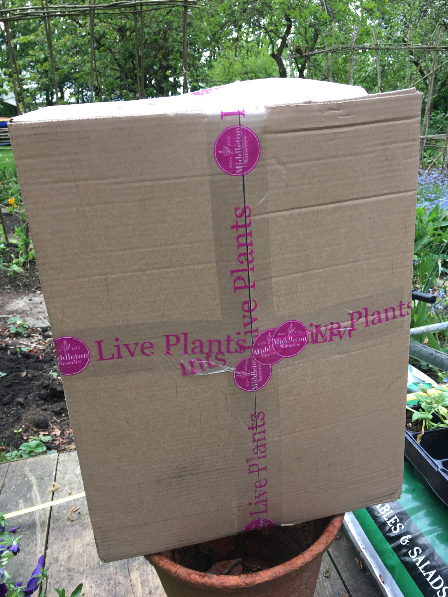 New Plants on Trial – Salvias from Middleton Nurseries | Bramble Garden