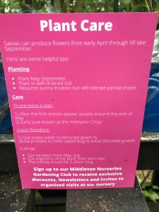 New Plants on Trial – Salvias from Middleton Nurseries | Bramble Garden