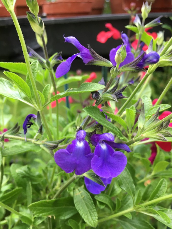 New Plants on Trial – Salvias from Middleton Nurseries | Bramble Garden
