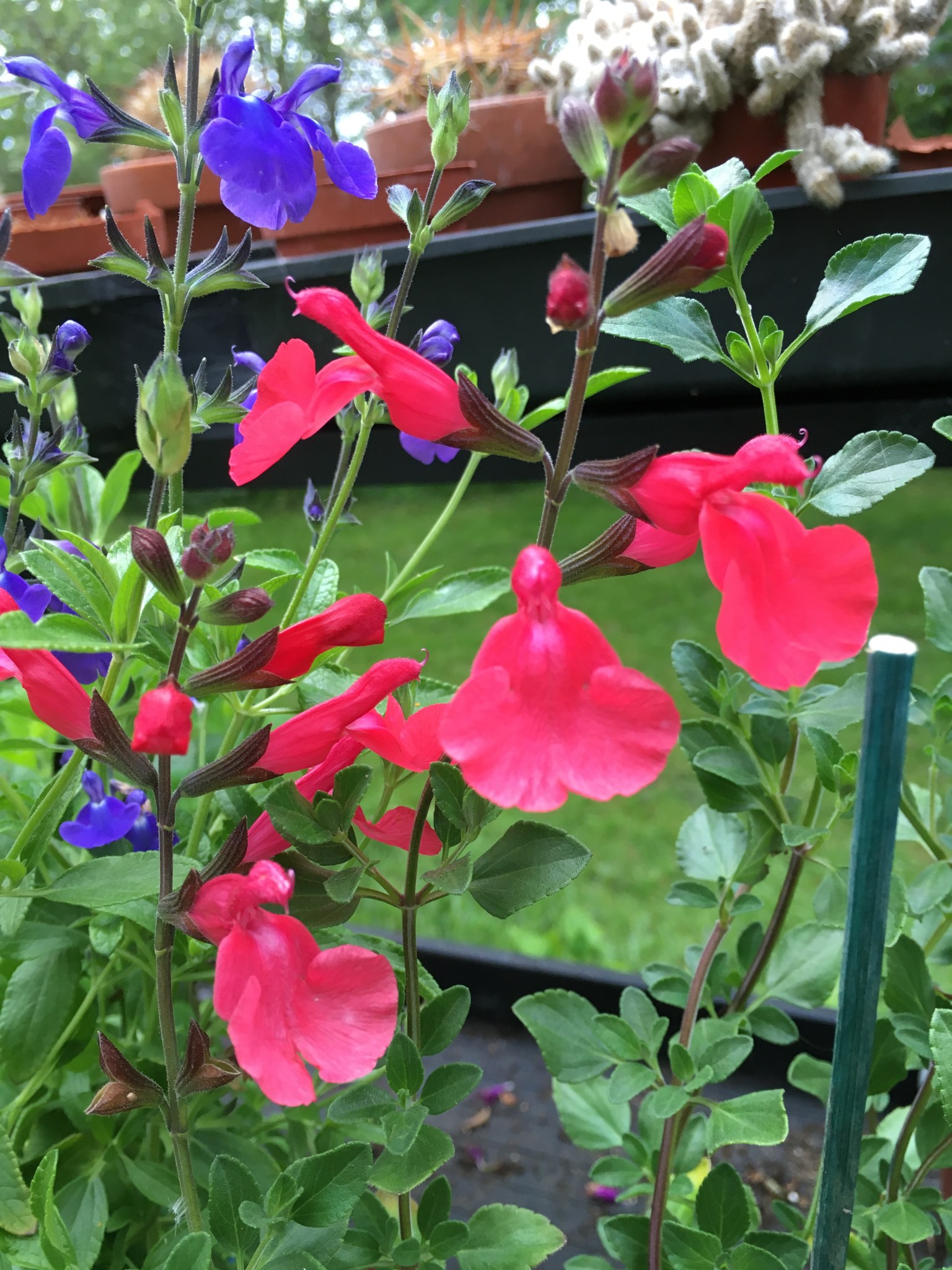New Plants on Trial – Salvias from Middleton Nurseries | Bramble Garden