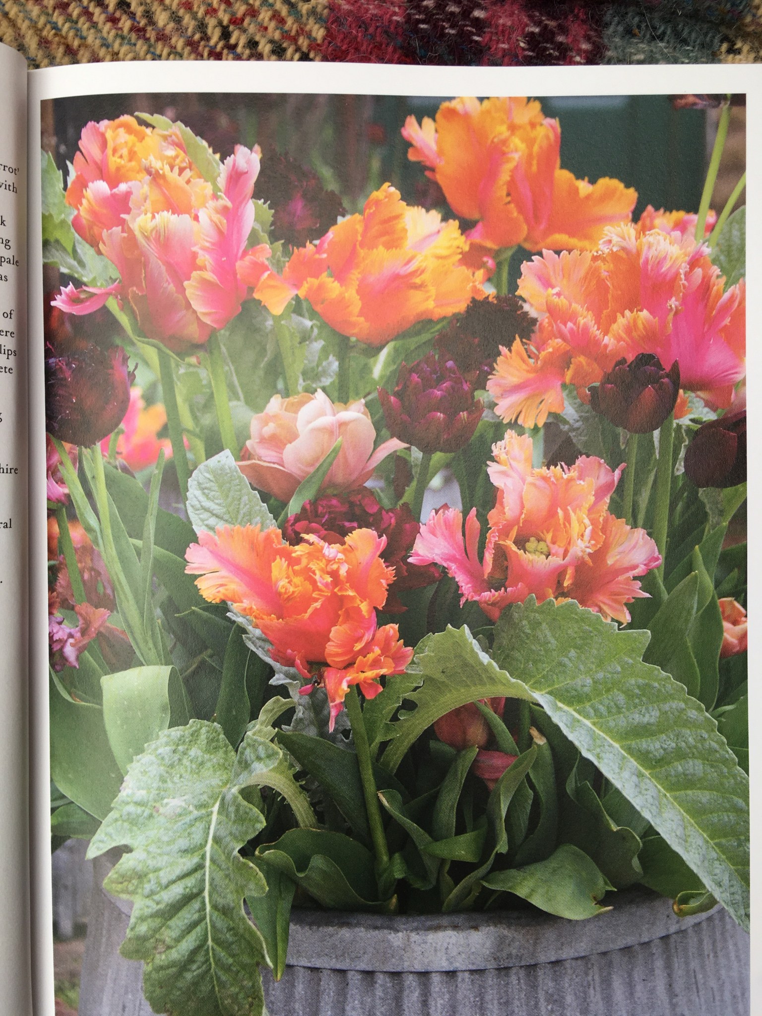 The Flower Yard. Book Review and Giveaway | Bramble Garden