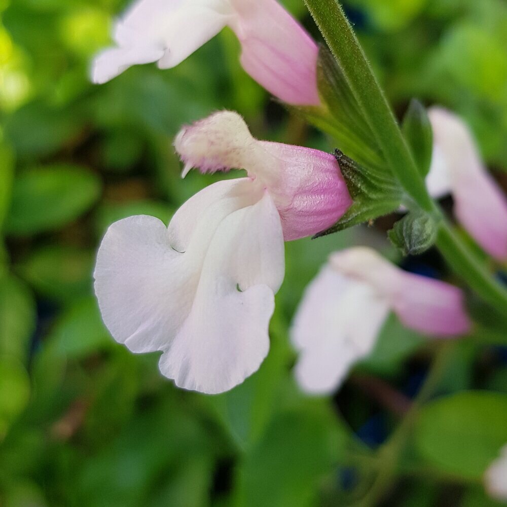 New Plants on Trial – Salvias from Middleton Nurseries | Bramble Garden