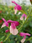 New Plants on Trial – Salvias from Middleton Nurseries | Bramble Garden