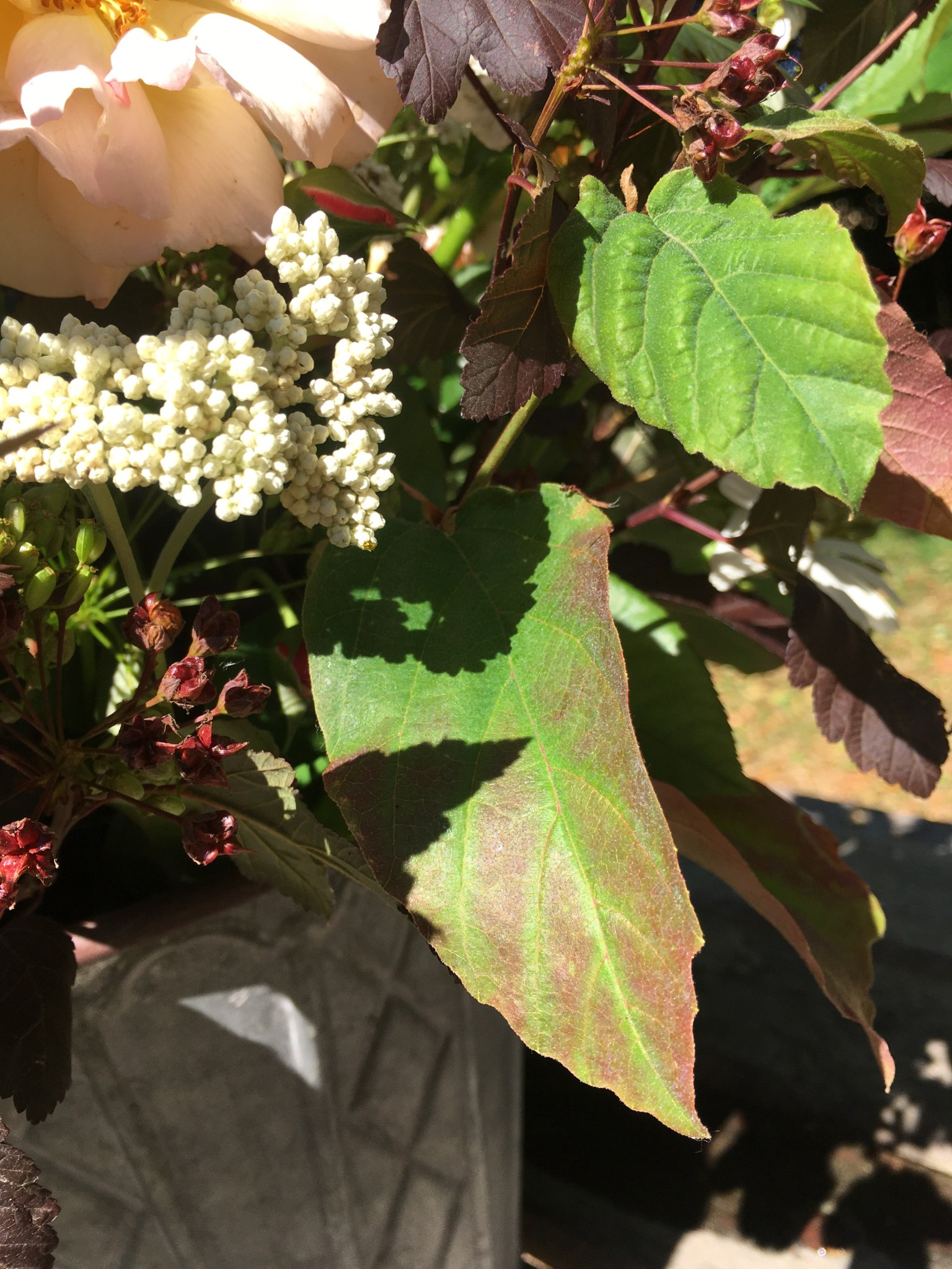 Flowers in memory of Joan | Bramble Garden