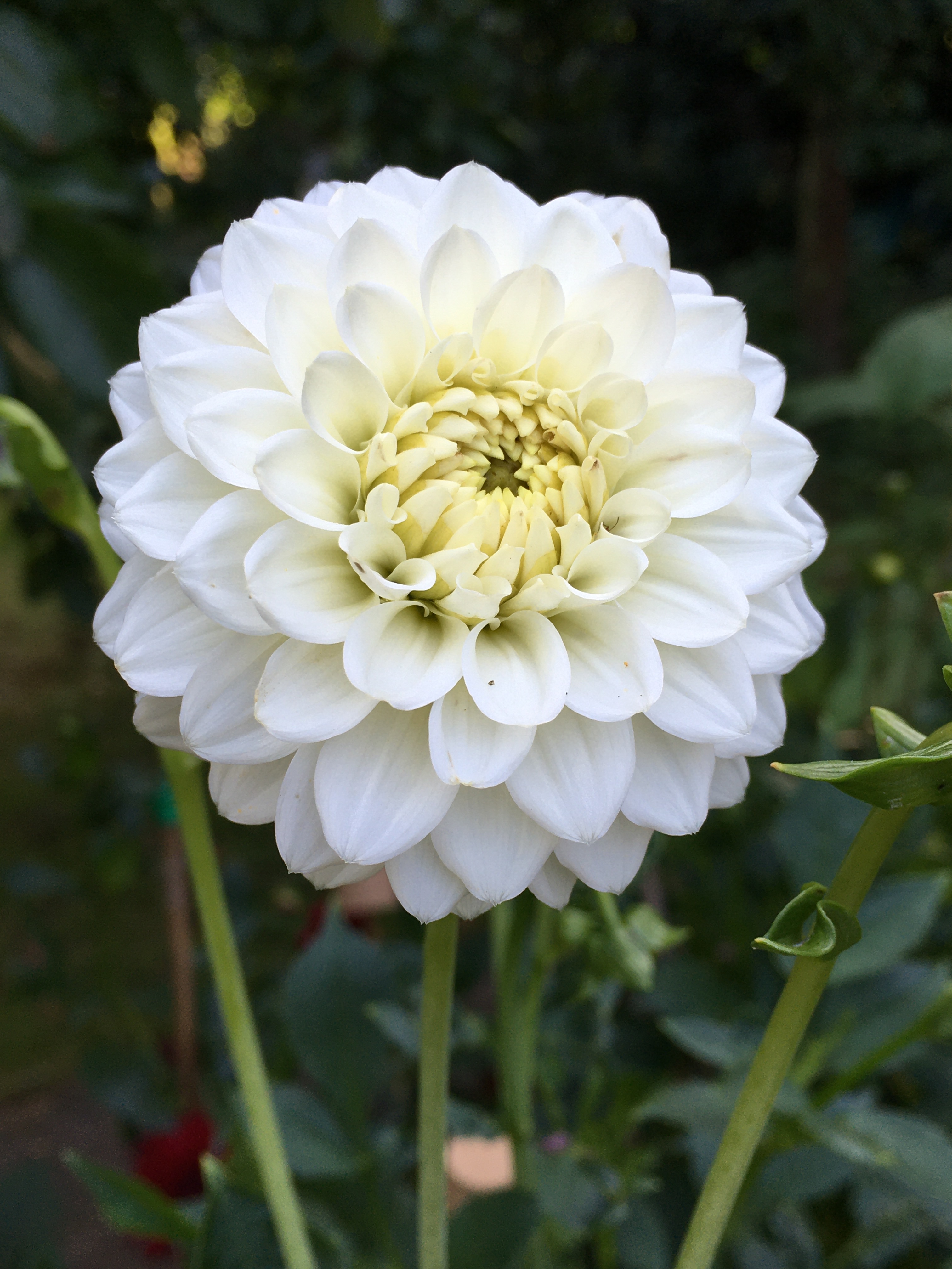 Flowers from my garden for the Queen, and my mother-in-law Joan ...