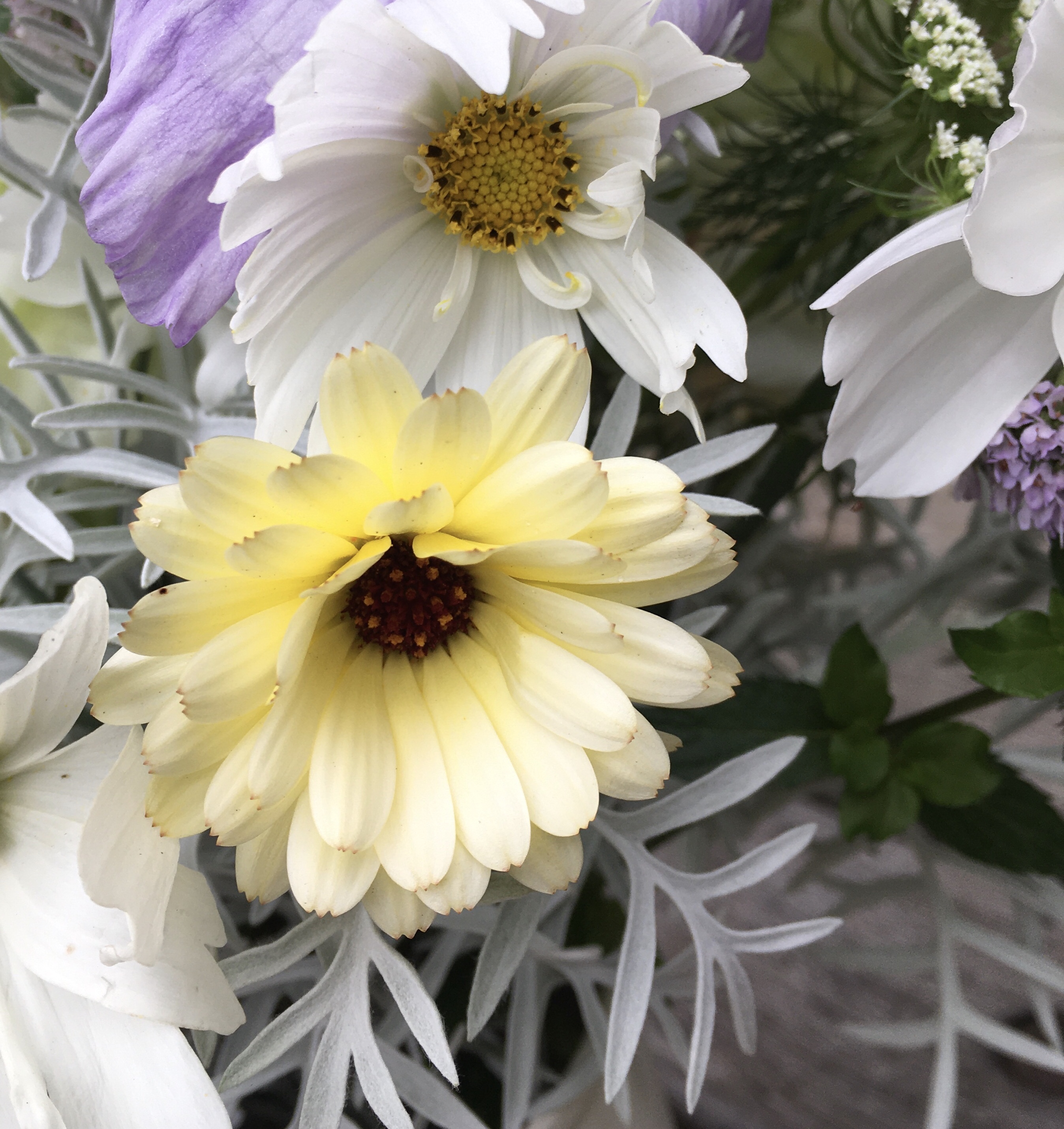 Flowers from my garden for the Queen, and my mother-in-law Joan ...