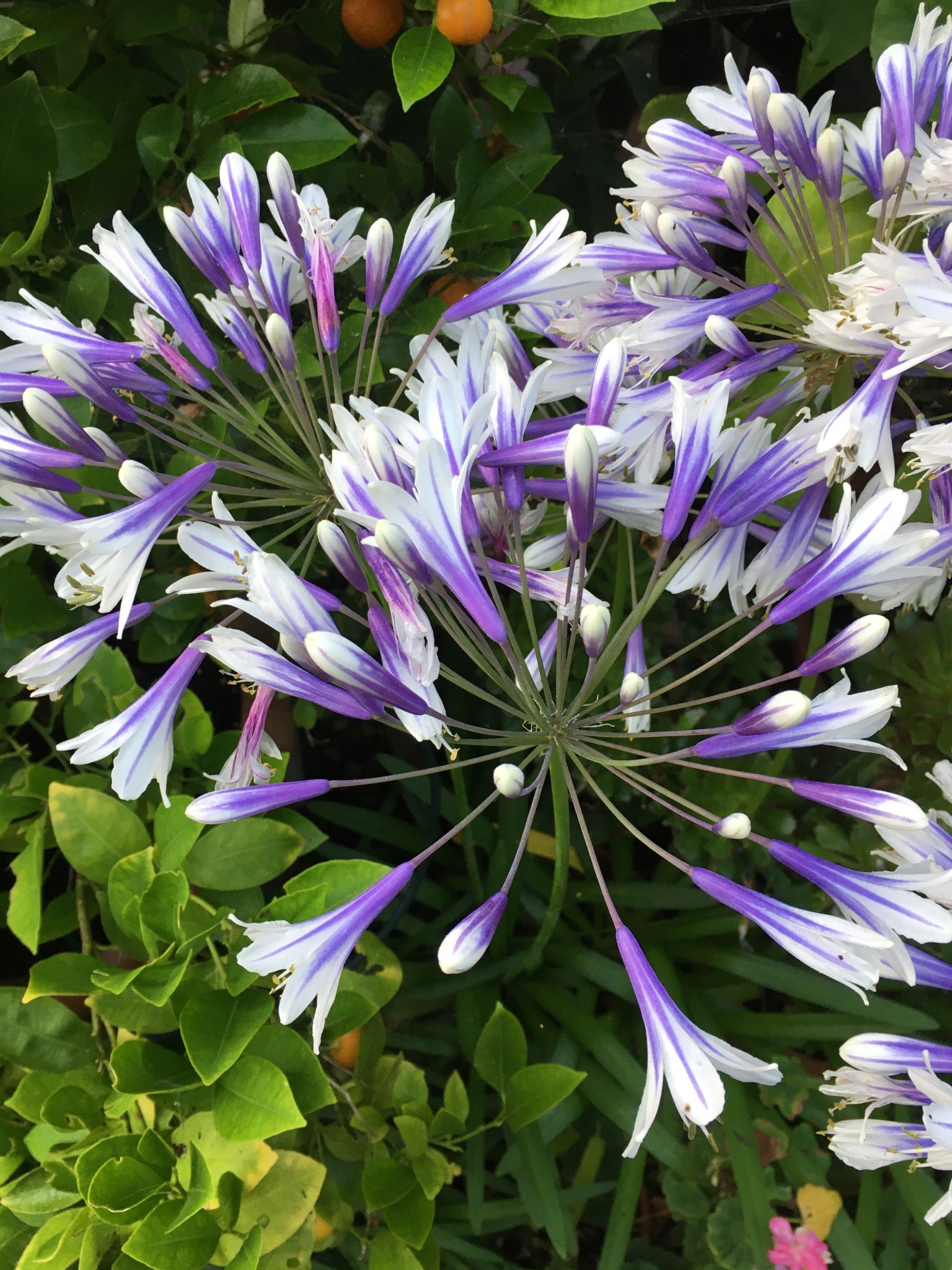 Flowers from my garden for the Queen, and my mother-in-law Joan ...