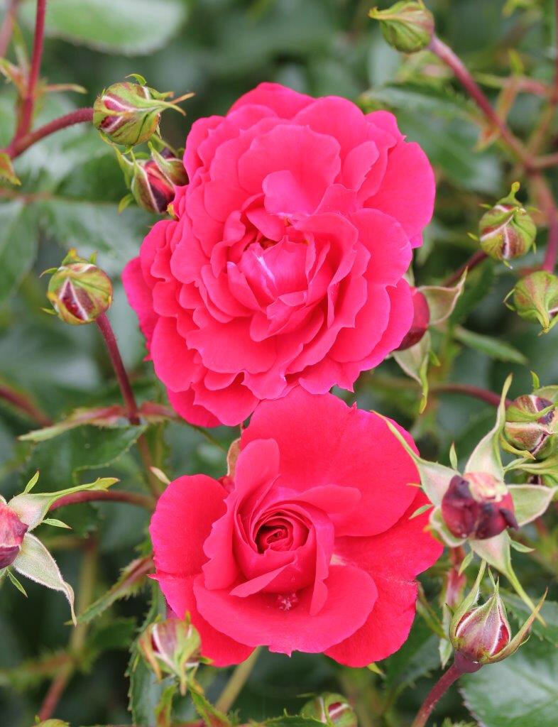Award for Flower Carpet Pink Rose | Bramble Garden