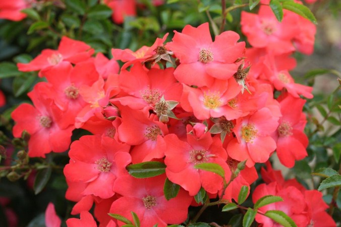 Award for Flower Carpet Pink Rose | Bramble Garden