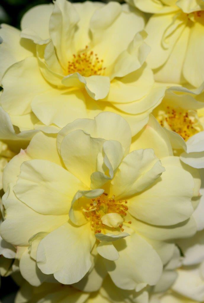 Award for Flower Carpet Pink Rose | Bramble Garden