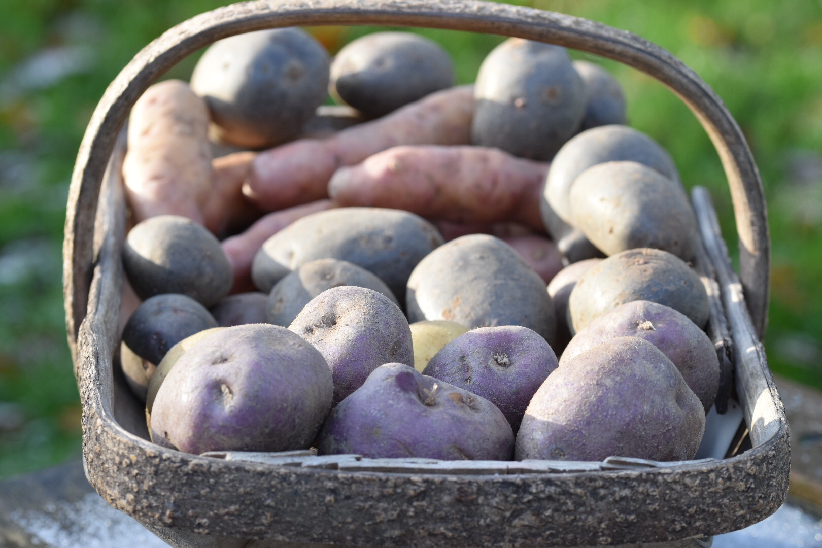 Try-before-you-grow potatoes | Bramble Garden