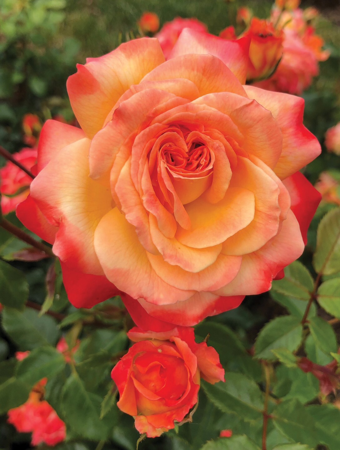 Rose of the Year 2024 | Bramble Garden