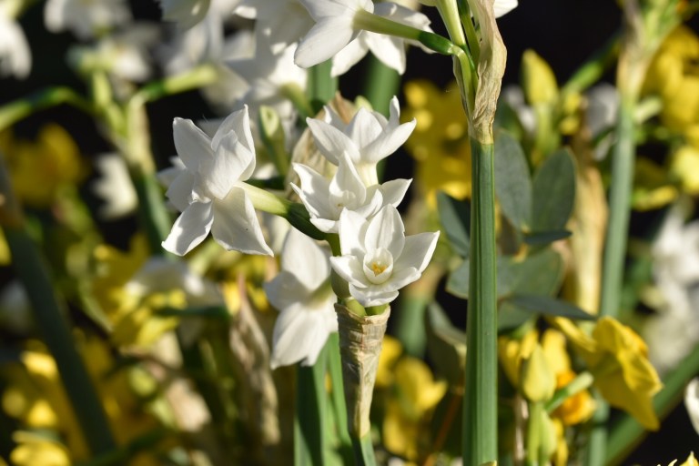 Planting Bulbs, Corms and Tubers | Bramble Garden