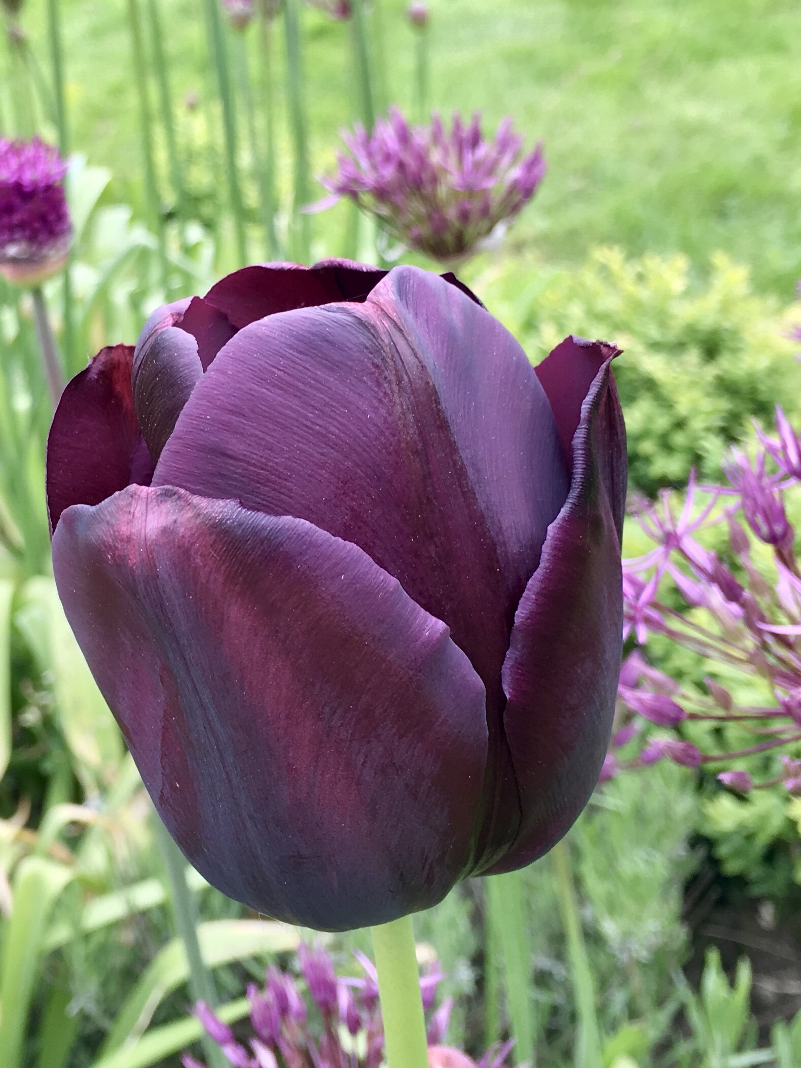 Planting Bulbs, Corms and Tubers | Bramble Garden