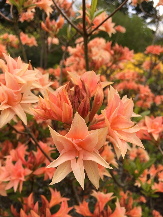 Events at Borde Hill | Bramble Garden