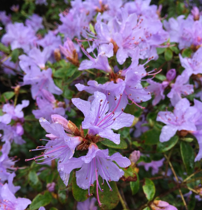 Bramble Garden | Country gardener nurturing people, plants – and wildlife