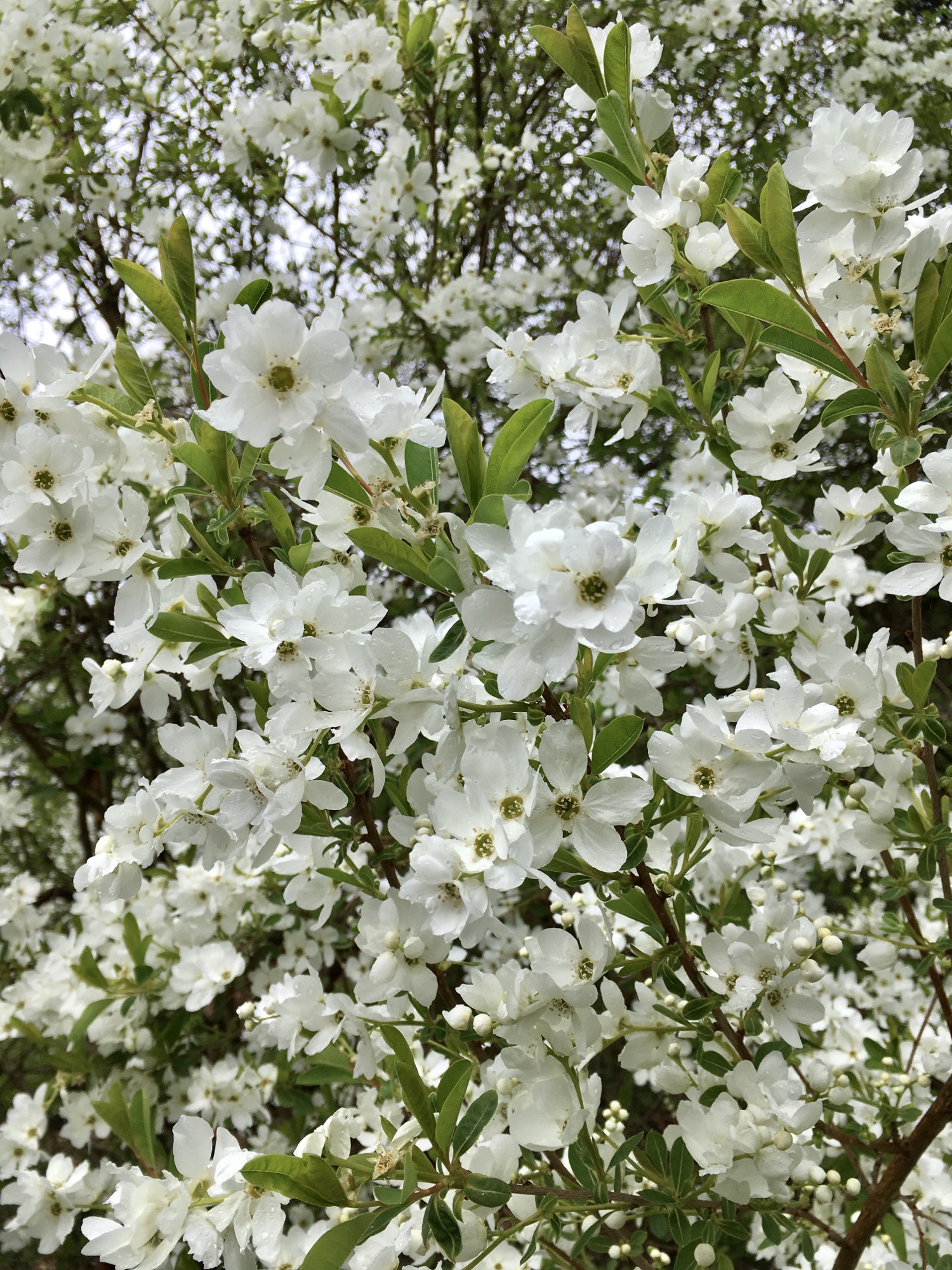 More Events at Exbury Gardens | Bramble Garden